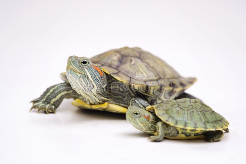 The Brazilian turtle stock image. Image of turtle, fauna - 78461003