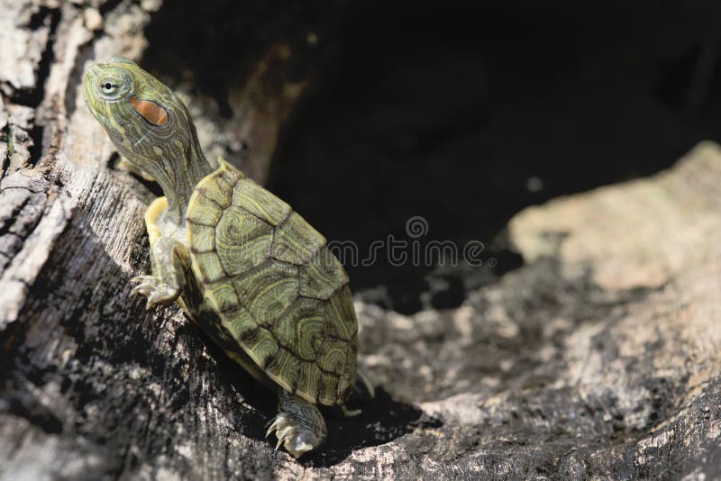 The Brazilian turtle stock image. Image of exotic, wildlife - 78461089