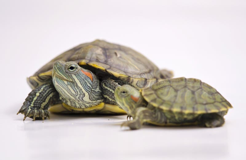 The Brazilian turtle stock image. Image of fauna, animal - 78461003