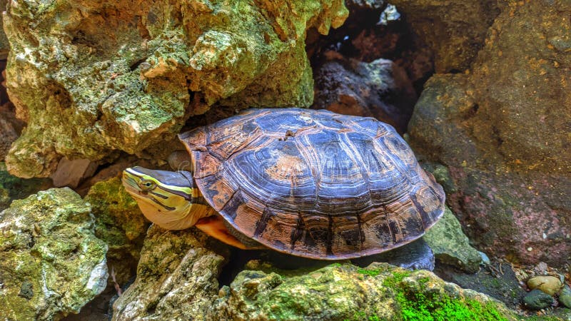 The Brazilian turtle stock photo. Image of white, scripta - 7003354