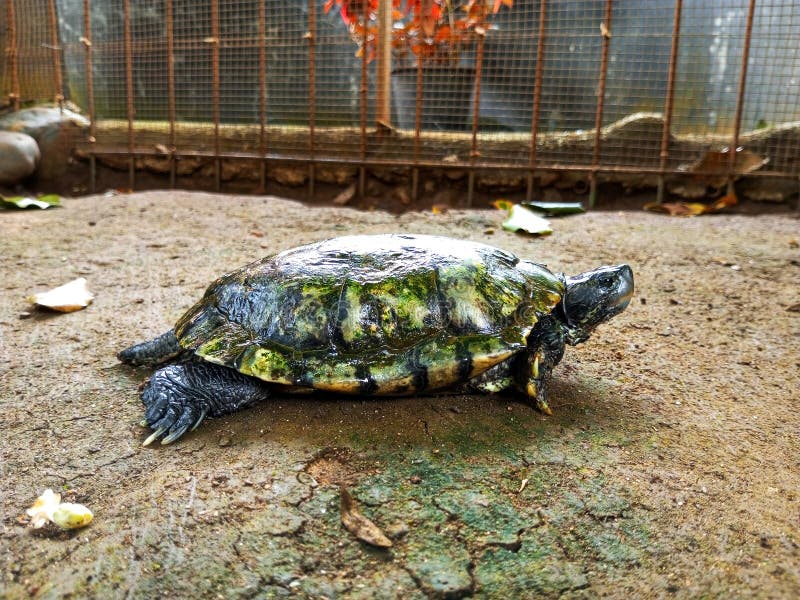 Brazilian Turtle or Scientific Name Red Eared Terrapin - Trachemys ...