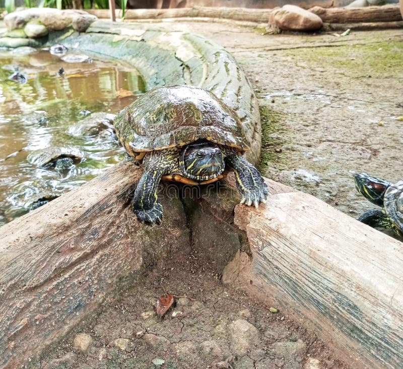 Brazilian Turtle or Scientific Name Red Eared Terrapin - Trachemys ...