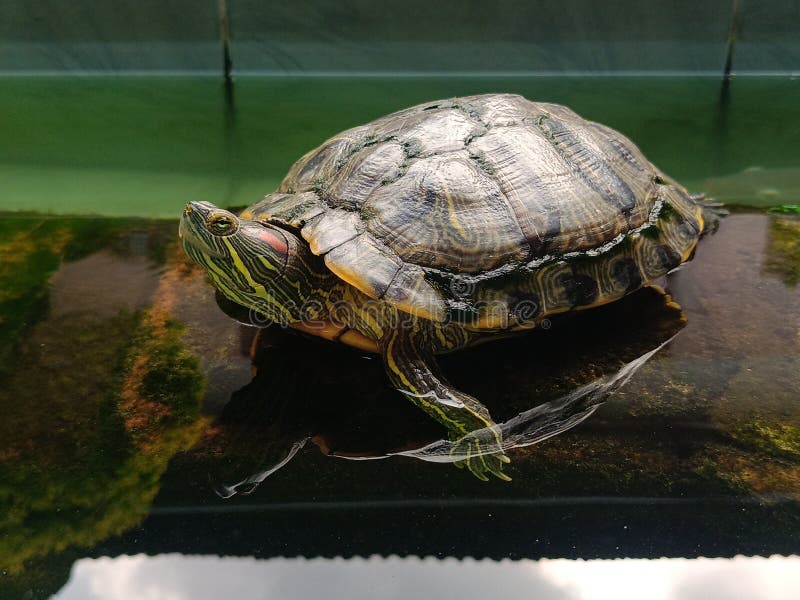 Brazilian Turtle Sunbathing Over the Pool. Red-eared Trachemys Scripta ...