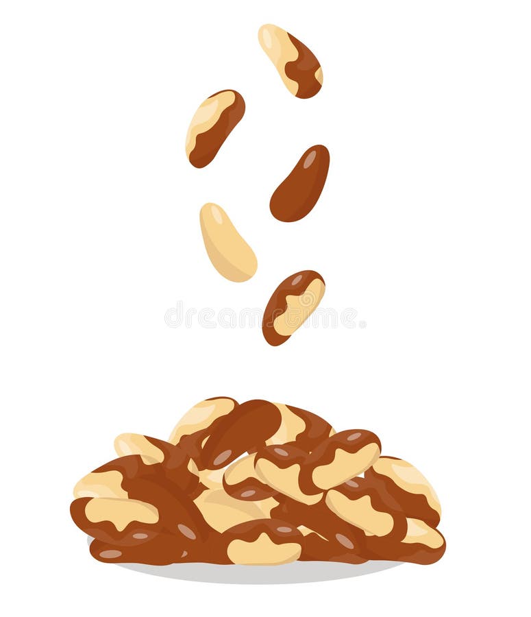 Brazilian Walnut on an Isolated Background in a Cartoon Flat Style ...