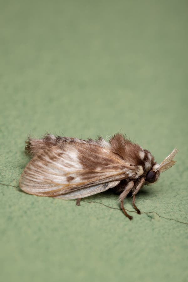 Brazilian white moth stock photo. Image of nocturnal - 200242730