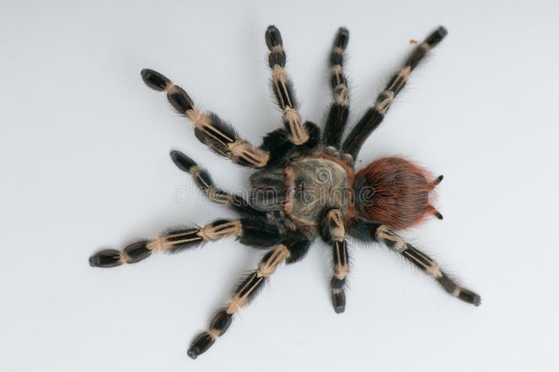 132 Tarantula Top View Photos - Free & Royalty-Free Stock Photos from ...