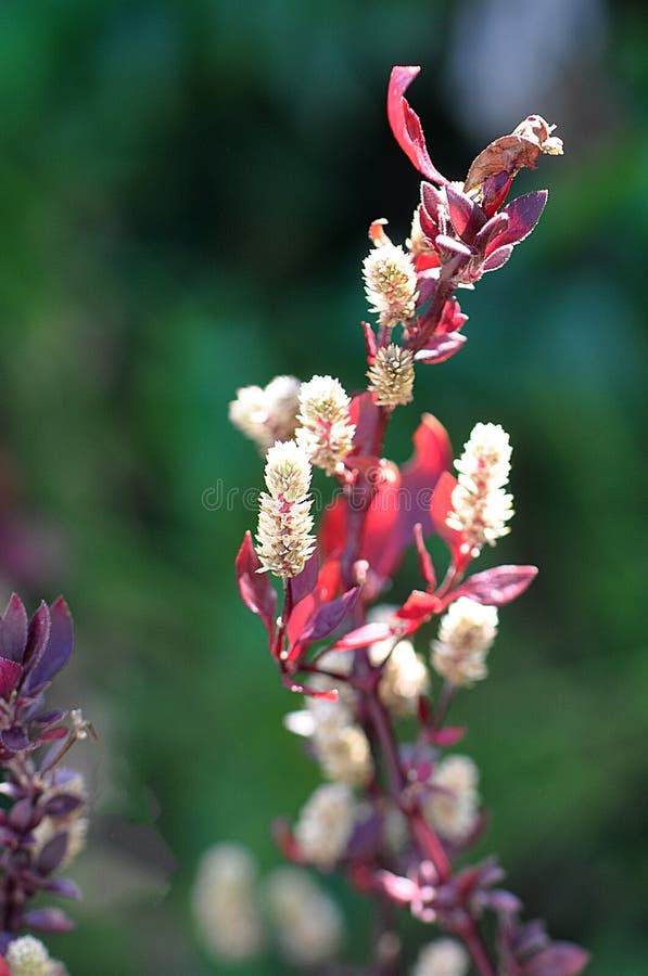 Brazillian Joyweed Stock Photos - Free & Royalty-Free Stock Photos from ...