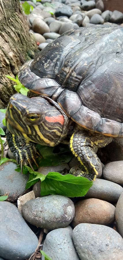 Brazillian Turtle Stock Photos - Free & Royalty-Free Stock Photos from ...