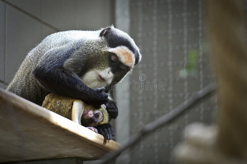 Brazza Monkey with Cub, Tierpark Berlin Stock Photo - Image of ...