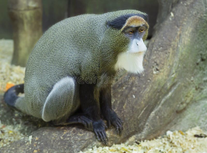 De Brazza`s Monkey, Cercopithecus Neglectus, Sitting on Tree Branch in ...