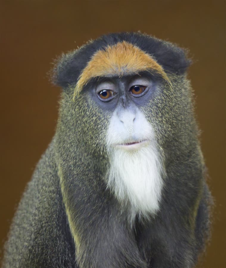 De Brazza`s Monkey stock image. Image of isolated, beard - 97033267