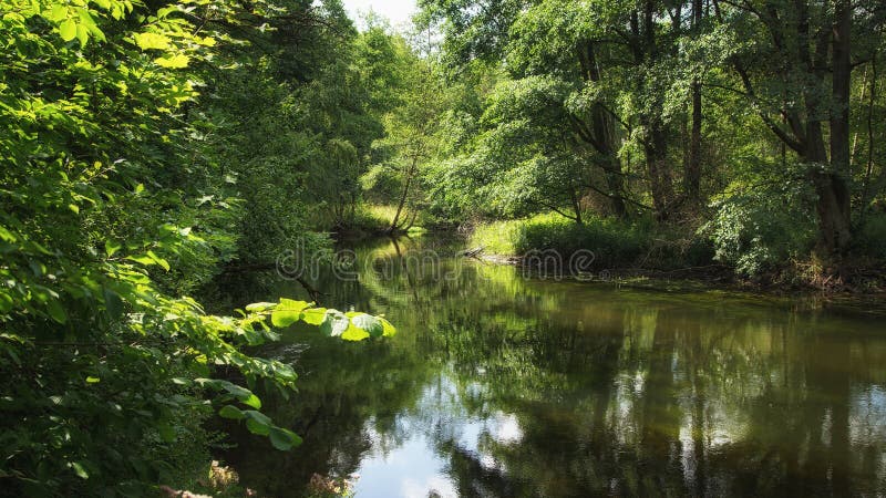 The Brda River, a Summer Walk Along the River Bank in the Woods Stock ...