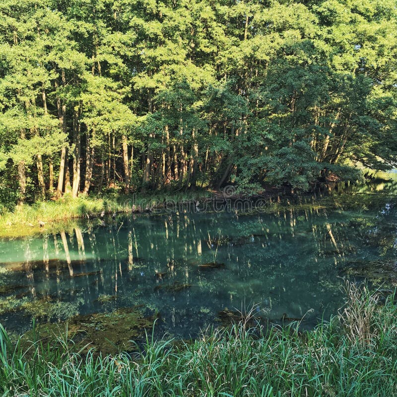 Brda River stock image. Image of forest, koronowo, trees - 79668625