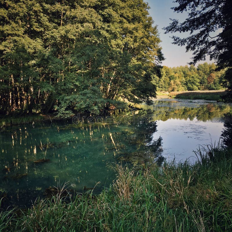 Brda River stock photo. Image of duckweed, nature, tree - 79668672