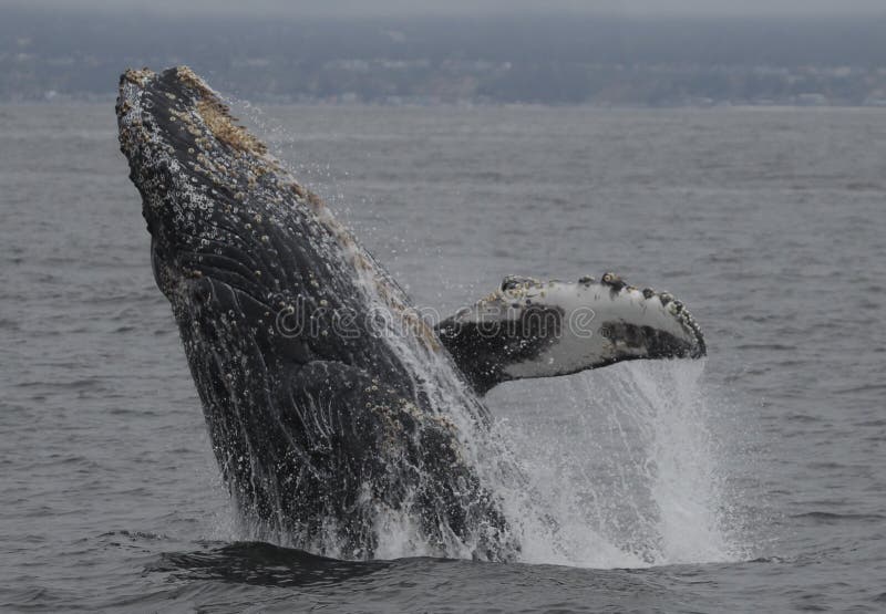 Breaching Humpback stock photo. Image of wave, animal - 262867192