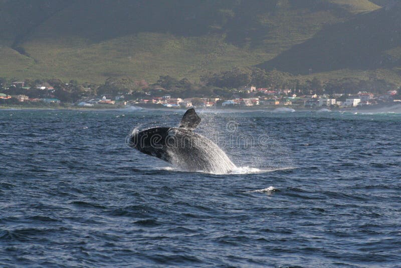 Breaching SRW 2 of 3 stock photo. Image of flukes, cetacean - 2252562
