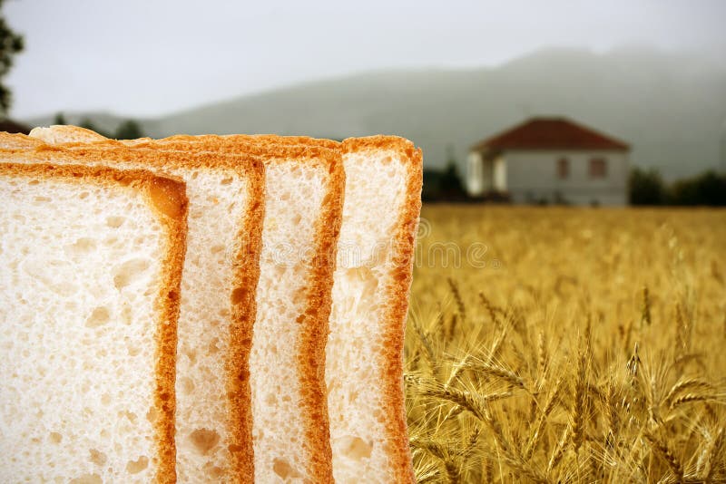 Bread stock photo. Image of food, agriculture, bread - 24069814