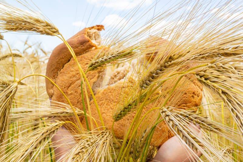 Wheat Field, Blue Sky, Fragrant Bread Stock Photo - Image of summer ...
