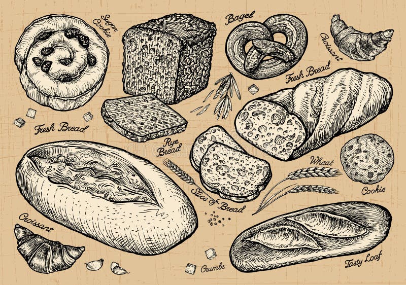 Bread, Bakery. Hand-drawn Sketches of Food. Vector Illustration Stock ...
