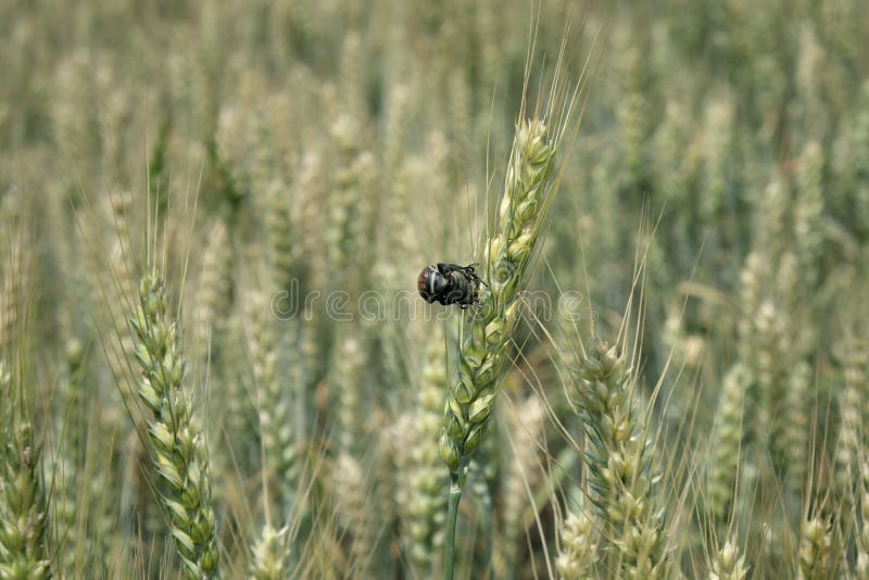 Bread beetle at wheat crop stock photo. Image of beetle - 189002704