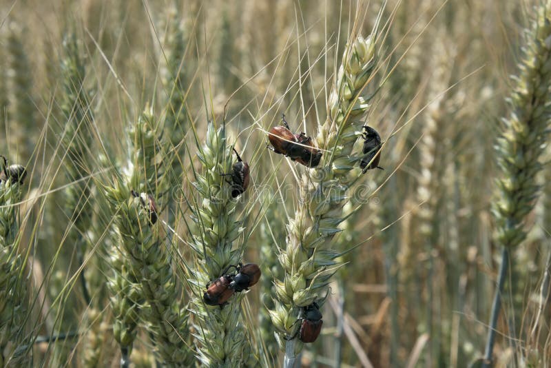 Bread beetle at wheat crop stock photo. Image of corn - 189002740