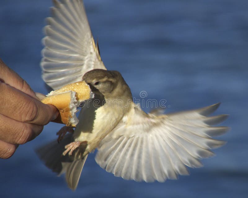 Bread Bird stock image. Image of passer, hover, sparrow - 8009965