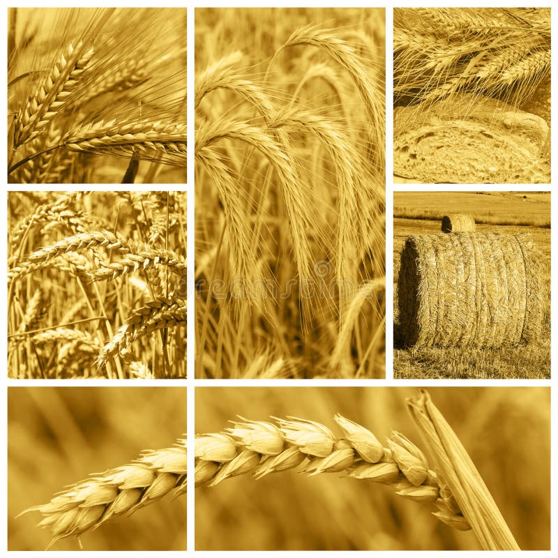 Bread and cereals stock photo. Image of crop, collage - 33439260
