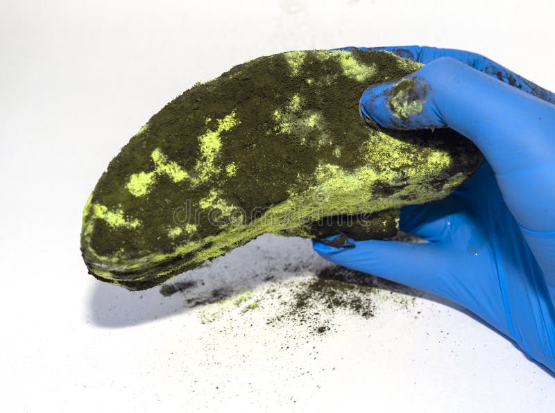 Bread Covered with Black Mold. Moldy Bread in Hand Stock Photo - Image ...