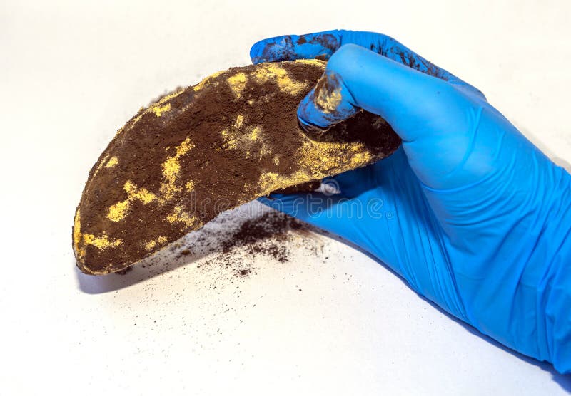 Bread Covered with Black Mold. Moldy Bread in Hand Stock Photo - Image ...