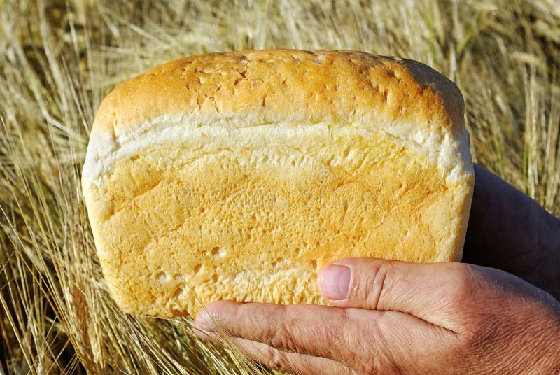 Bread and field. stock photo. Image of growth, keeping - 22839978