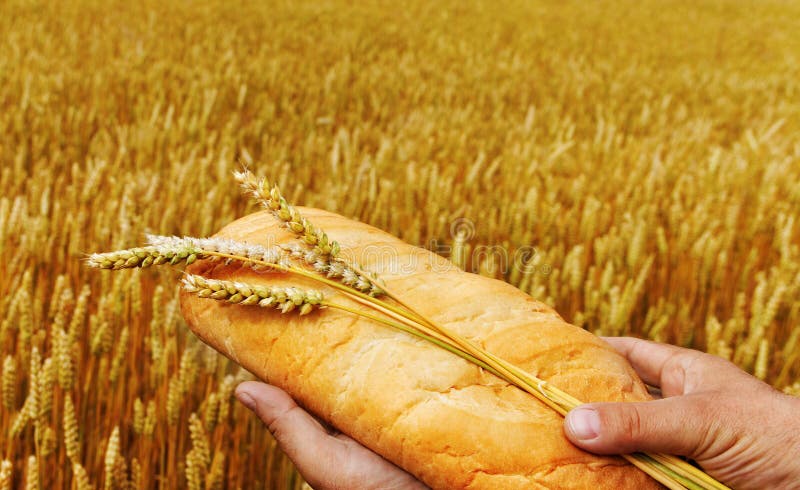 Bread and field. stock photo. Image of farmer, grain - 25933772