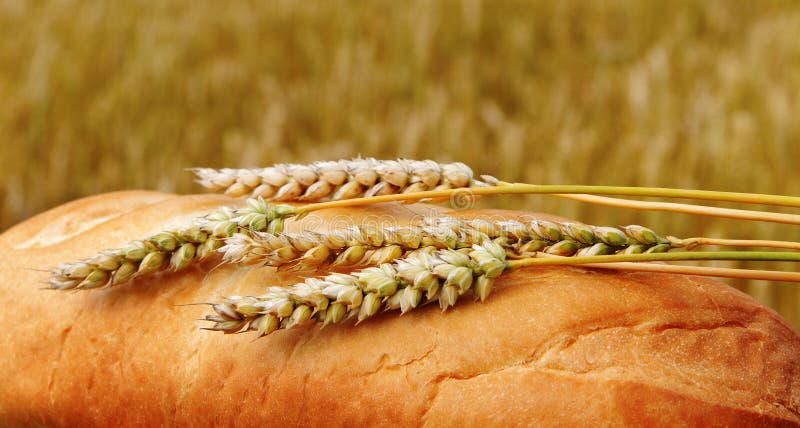 Bread and field. stock photo. Image of farmer, grain - 25933772