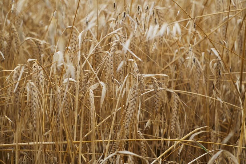 Bread Field Golden Grass Wheat Growing Ground Stock Photo - Image of ...