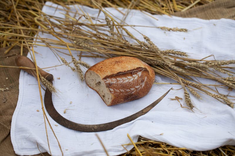 Bread in the field stock image. Image of cultivate, product - 328658429