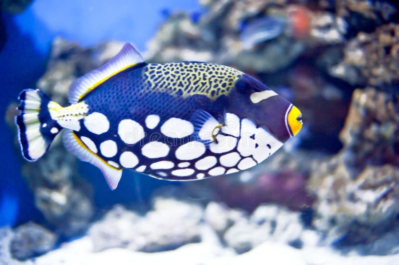 A bread fish stock photo. Image of blue, islands, tropical - 24025618