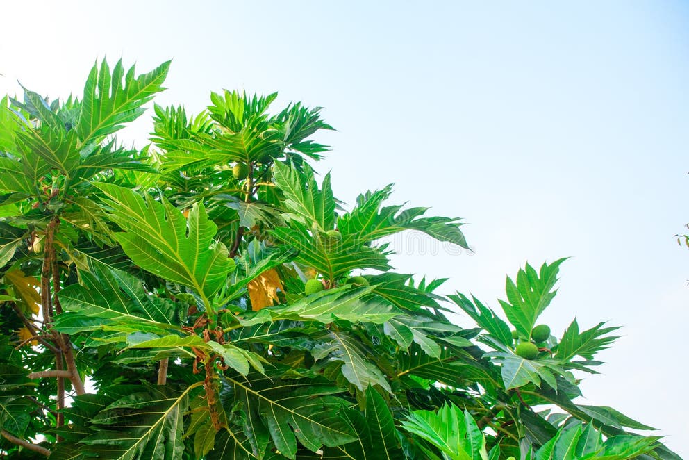 Bread Fruit Breadfruit Bloom on Lush Foliage Stock Photo - Image of ...