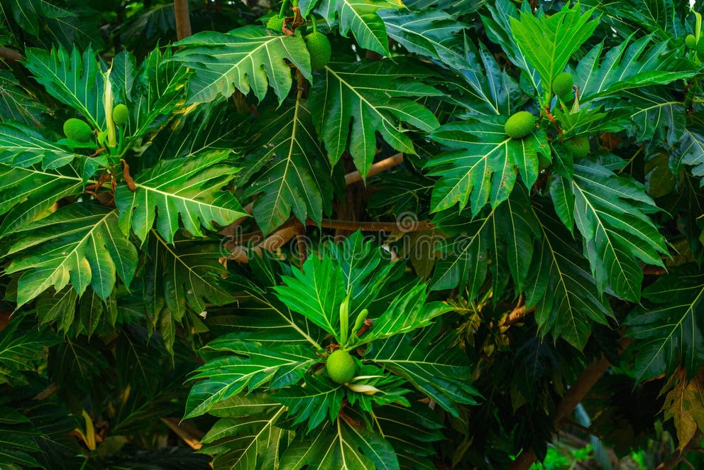 Bread Fruit Breadfruit Bloom on Lush Foliage Stock Image - Image of ...