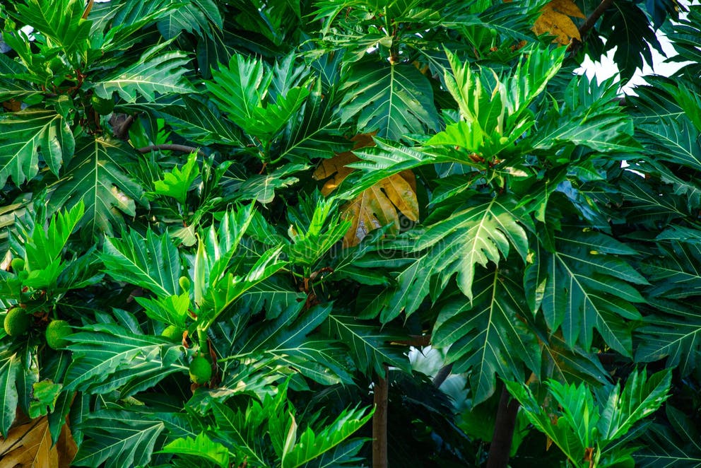Bread Fruit Breadfruit Bloom on Lush Foliage Stock Photo - Image of ...