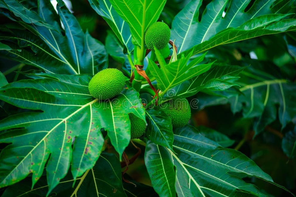 Bread Fruit Breadfruit Bloom on Lush Foliage Stock Image - Image of ...