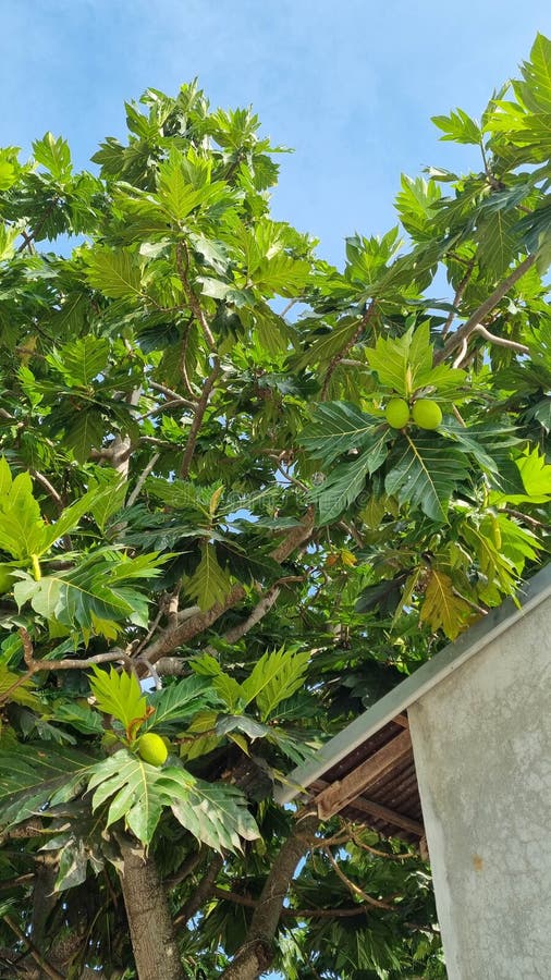 Bread Fruit Breadfruit Bloom on Maldives Stock Photo - Image of texture ...