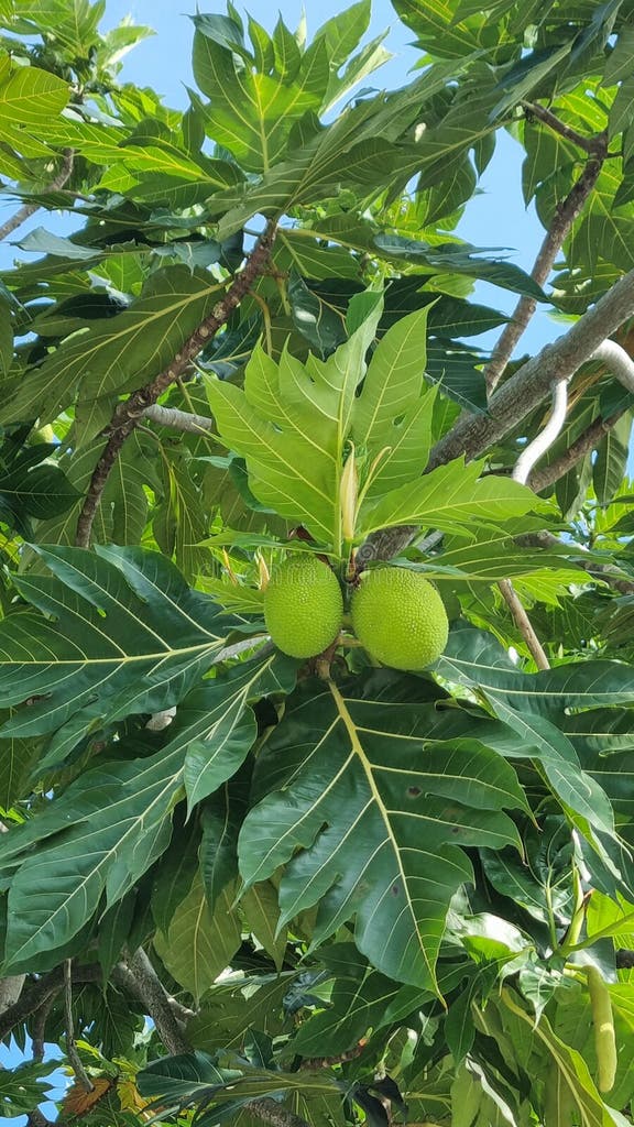 Bread Fruit Breadfruit Bloom on Maldives Stock Image - Image of altilis ...