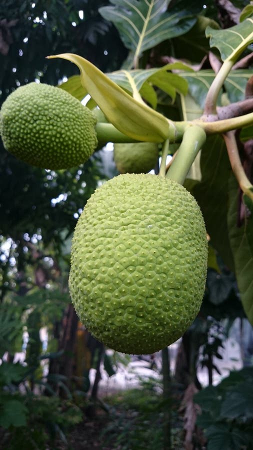 Fresh Breadfruit Macro Isolated Stock Photo - Image of exotic, fresh ...