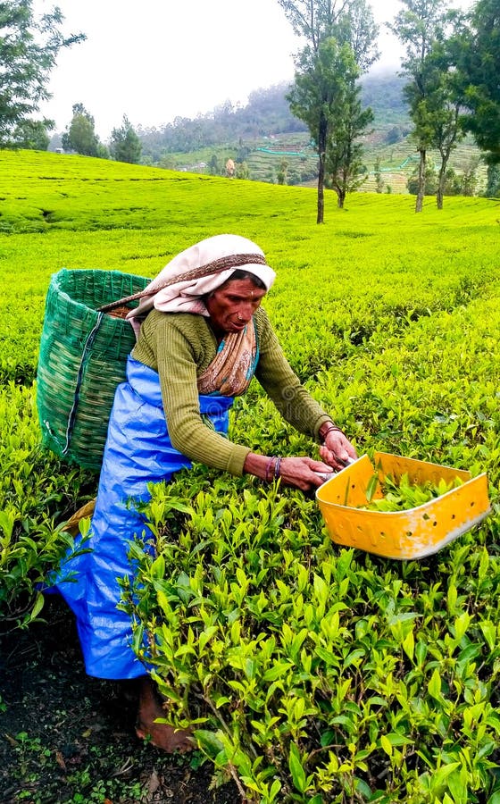 Hard work editorial stock image. Image of hard, bread - 121182999