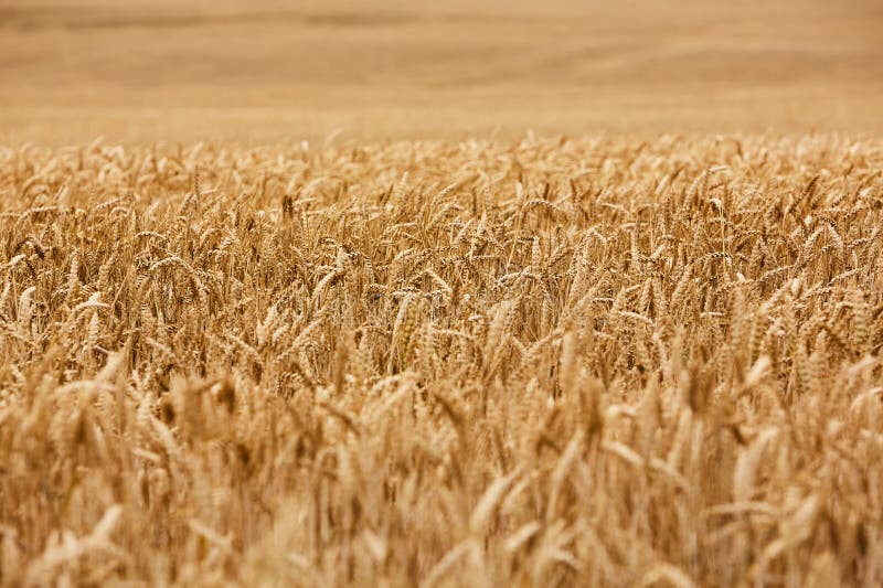 Bread. about Growing Grain, Golden Wheat Field Stock Photo - Image of ...