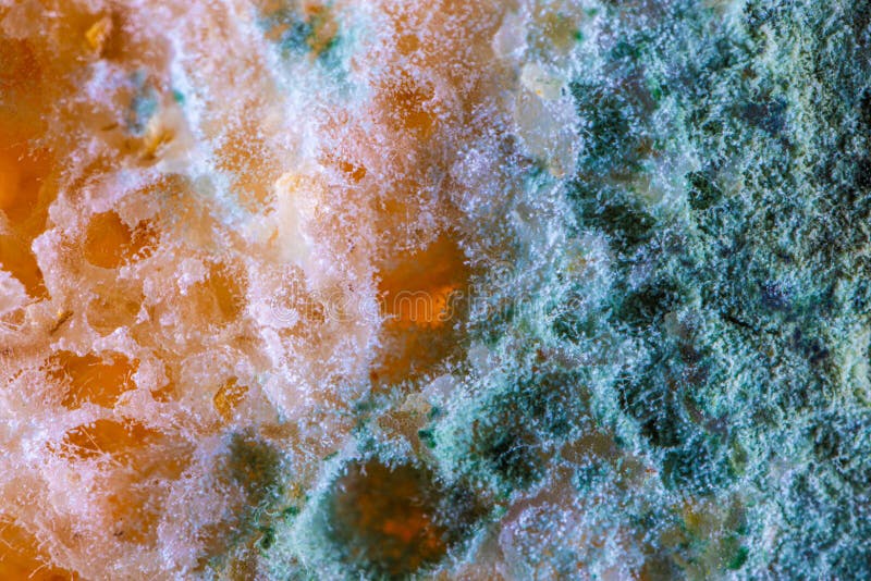 Bread Mold. Beautiful Mold. Mold Spores, Macro. Mold is Light, Yellow ...