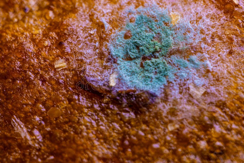Bread Mold. Beautiful Mold. Mold Spores, Macro. Mold is Light, Yellow ...