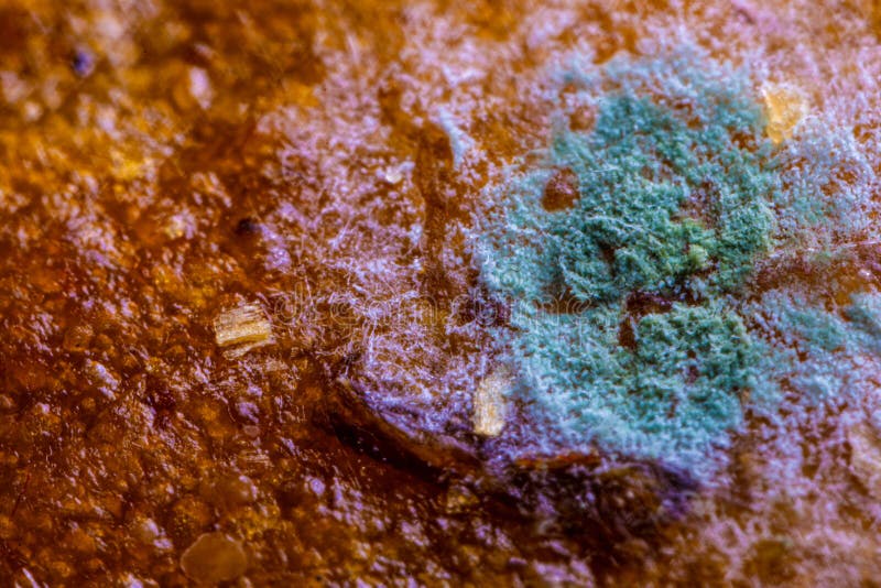 Bread Mold. Beautiful Mold. Mold Spores, Macro. Mold is Light, Yellow ...