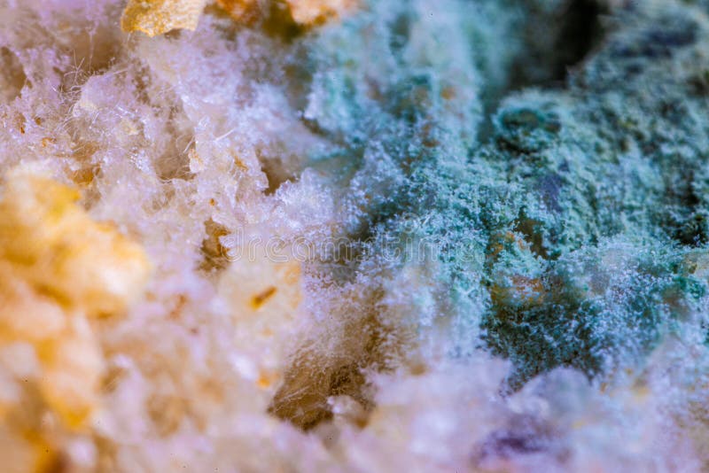 Bread Mold. Beautiful Mold. Mold Spores, Macro. Mold is Light, Yellow ...