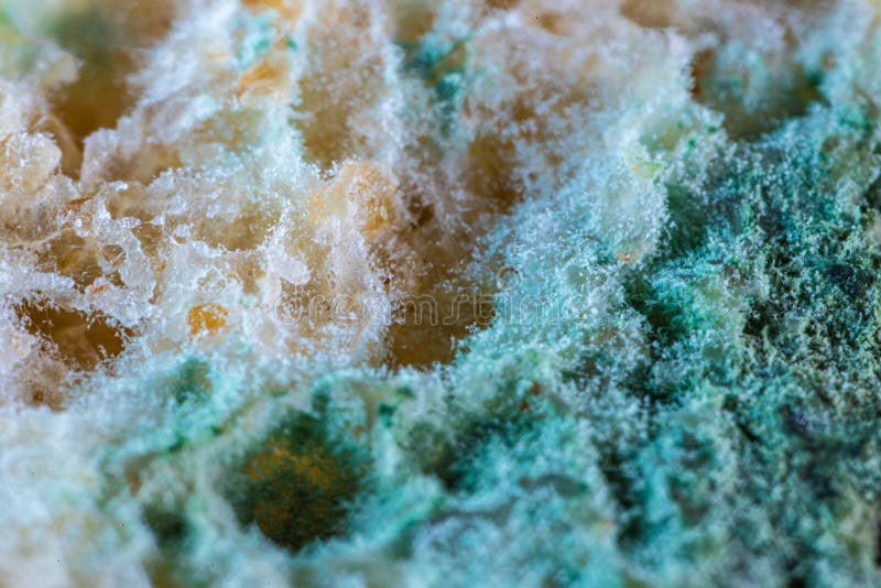 Bread Mold. Beautiful Mold. Mold Spores, Macro. Mold is Light, Yellow ...