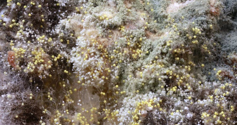 Bread Mold stock photo. Image of mycelium, spore, moldiness - 60516028